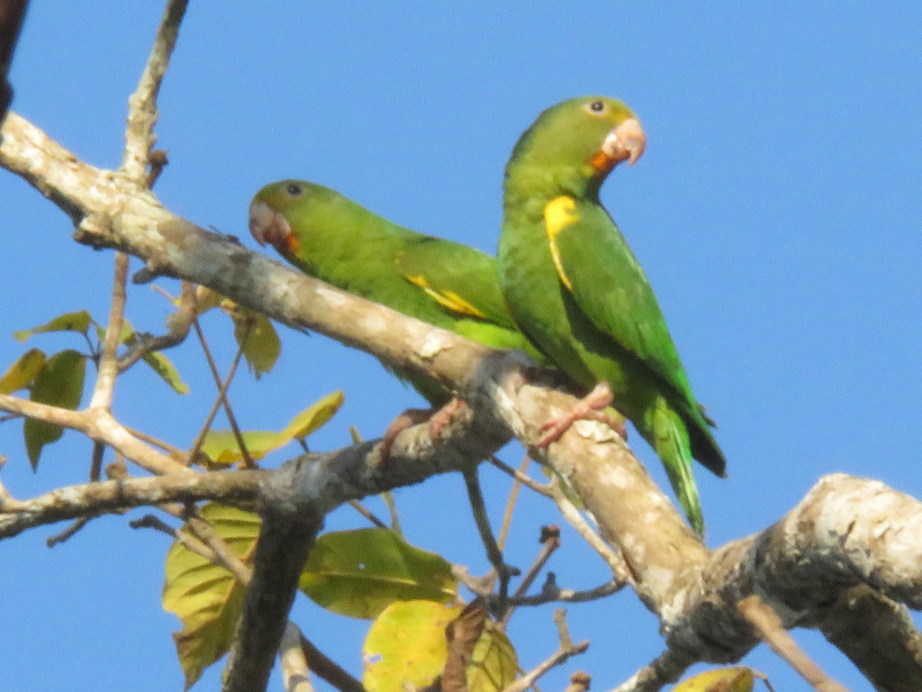 Cobalt-winged Parakeet in July 2018 by Vincent A. Vos · iNaturalist