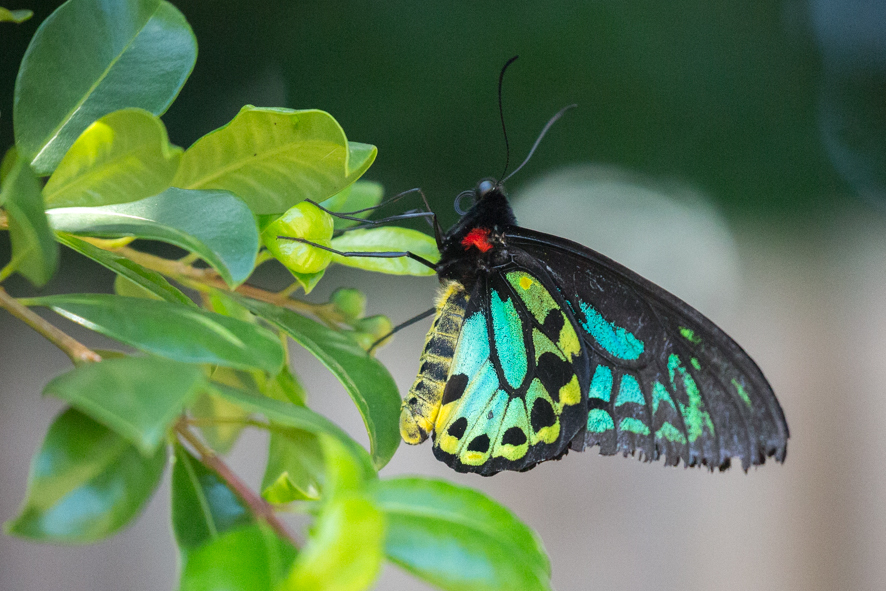 Richmond Birdwing (Cedar Creek) · iNaturalist