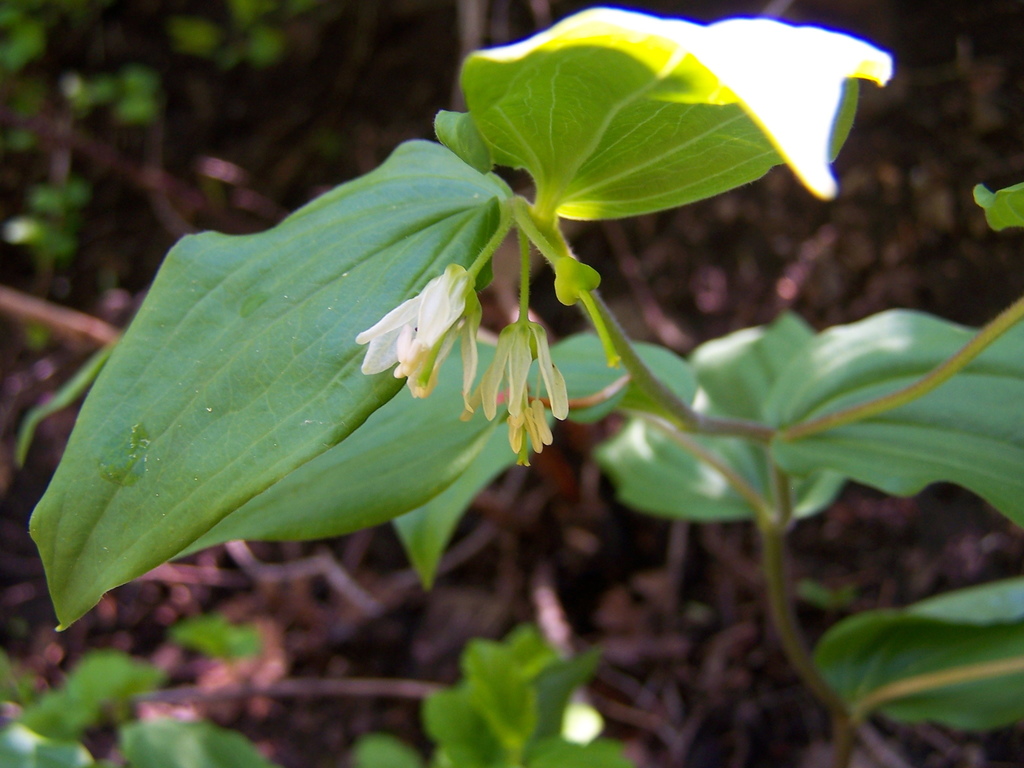 Rough-Fruited Fairybells (Plants of Banff National Park (Guide 4) | Les ...