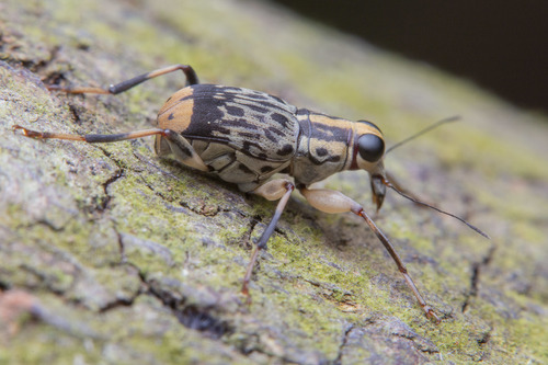 Acorynus pictus · iNaturalist