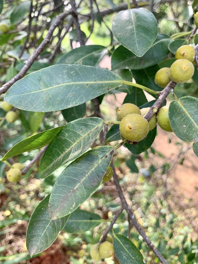 Common Wild Fig from Queen Elizabeth Avenue, Berea, KZN, ZA on March 21 ...