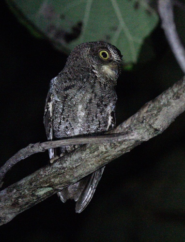 Subspecies Otus manadensis manadensis · iNaturalist
