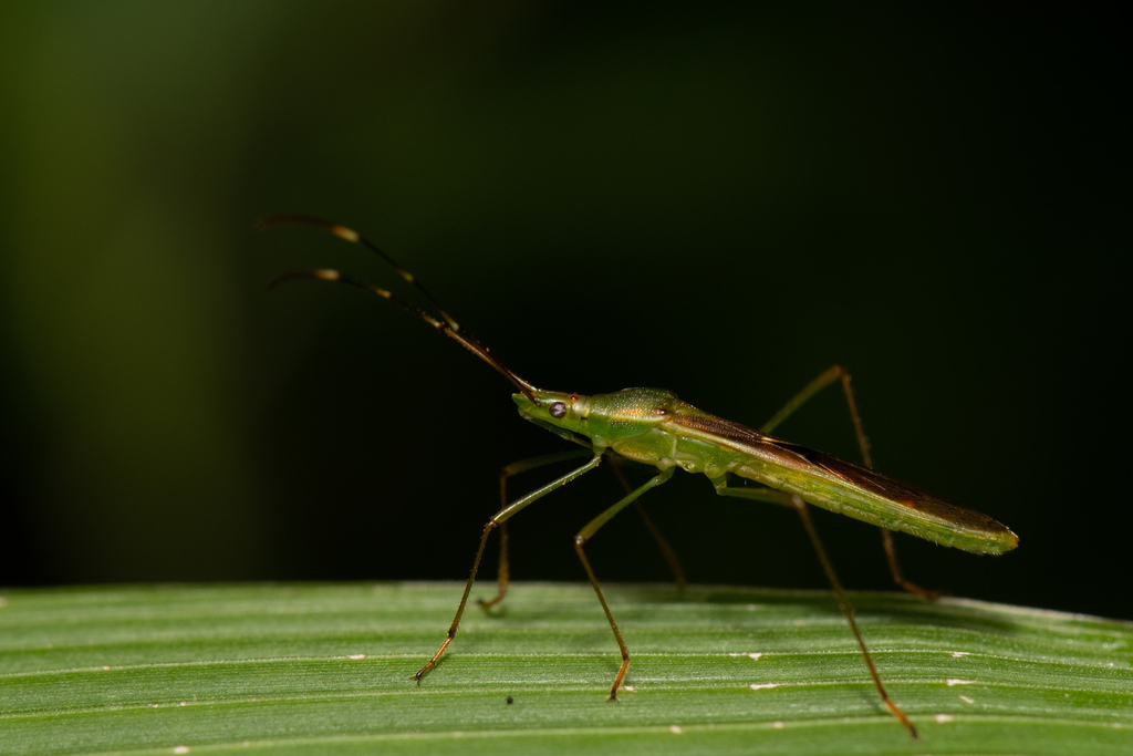 Paddy Bug from 台灣台北 on March 20, 2020 at 07:28 PM by 張智偉(Chang, Jack ...