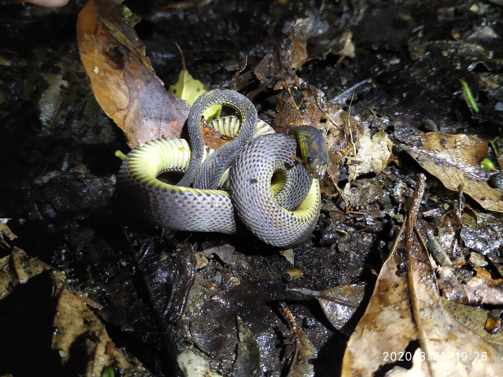 Achalinus formosanus Boulenger, 1908