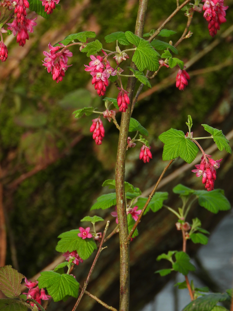 Red-flowering Currant (Carkeek Park, NW Seattle) · iNaturalist