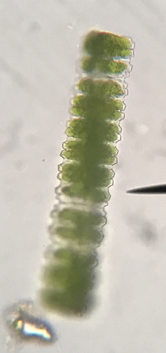 Desmidium schwartzii · iNaturalist