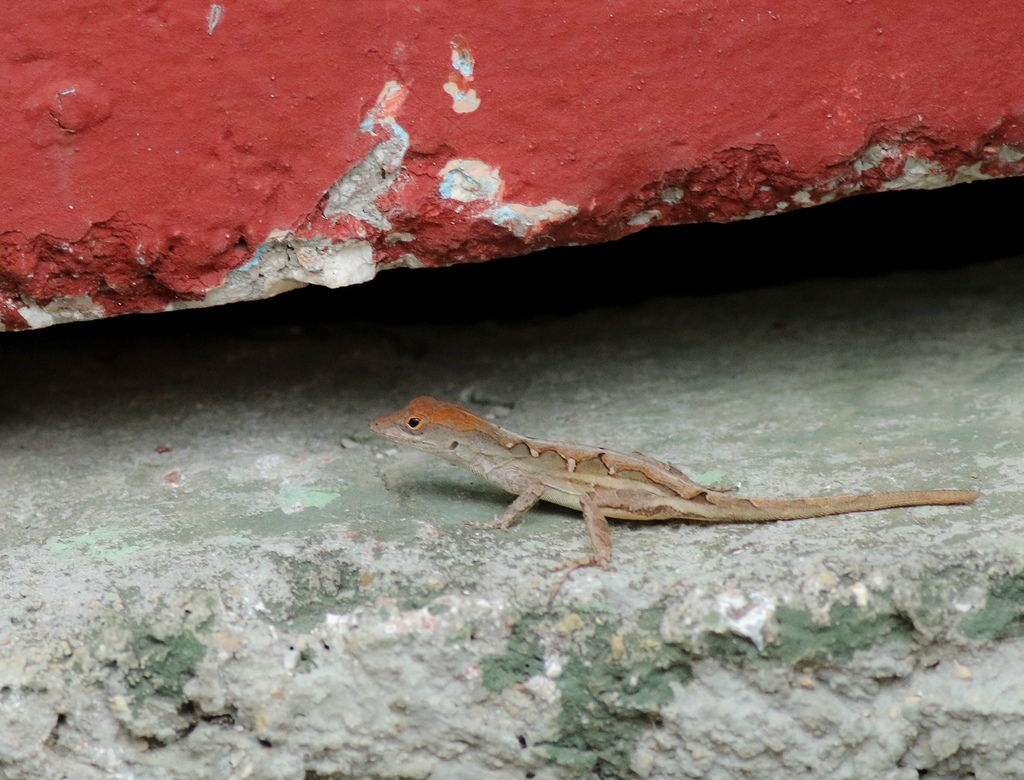 Cuban Brown Anole from Cayo Coco, Ciego de Ávila, CU on February 27 ...