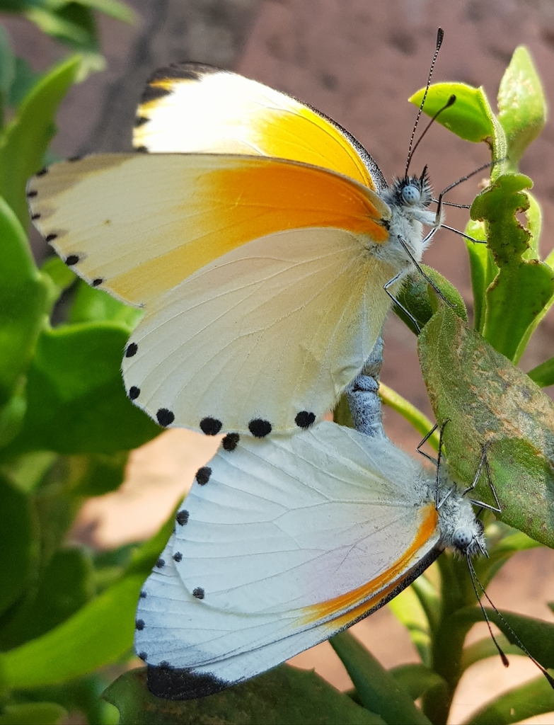 Twin Dotted Border from Northgate, Randburg, 2162, South Africa on ...