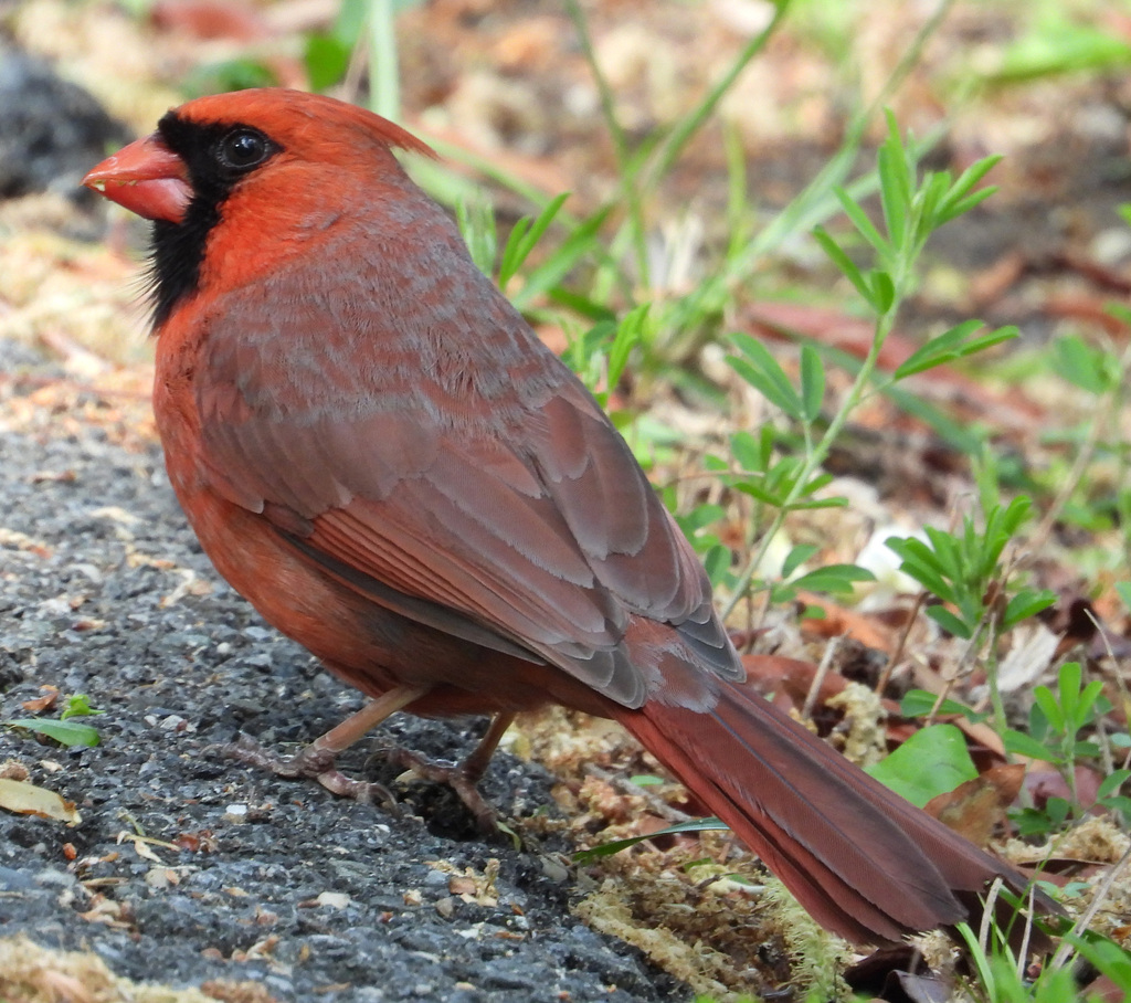 Northern Cardinal from Riderwood Village, Gracefield Road, Silver ...