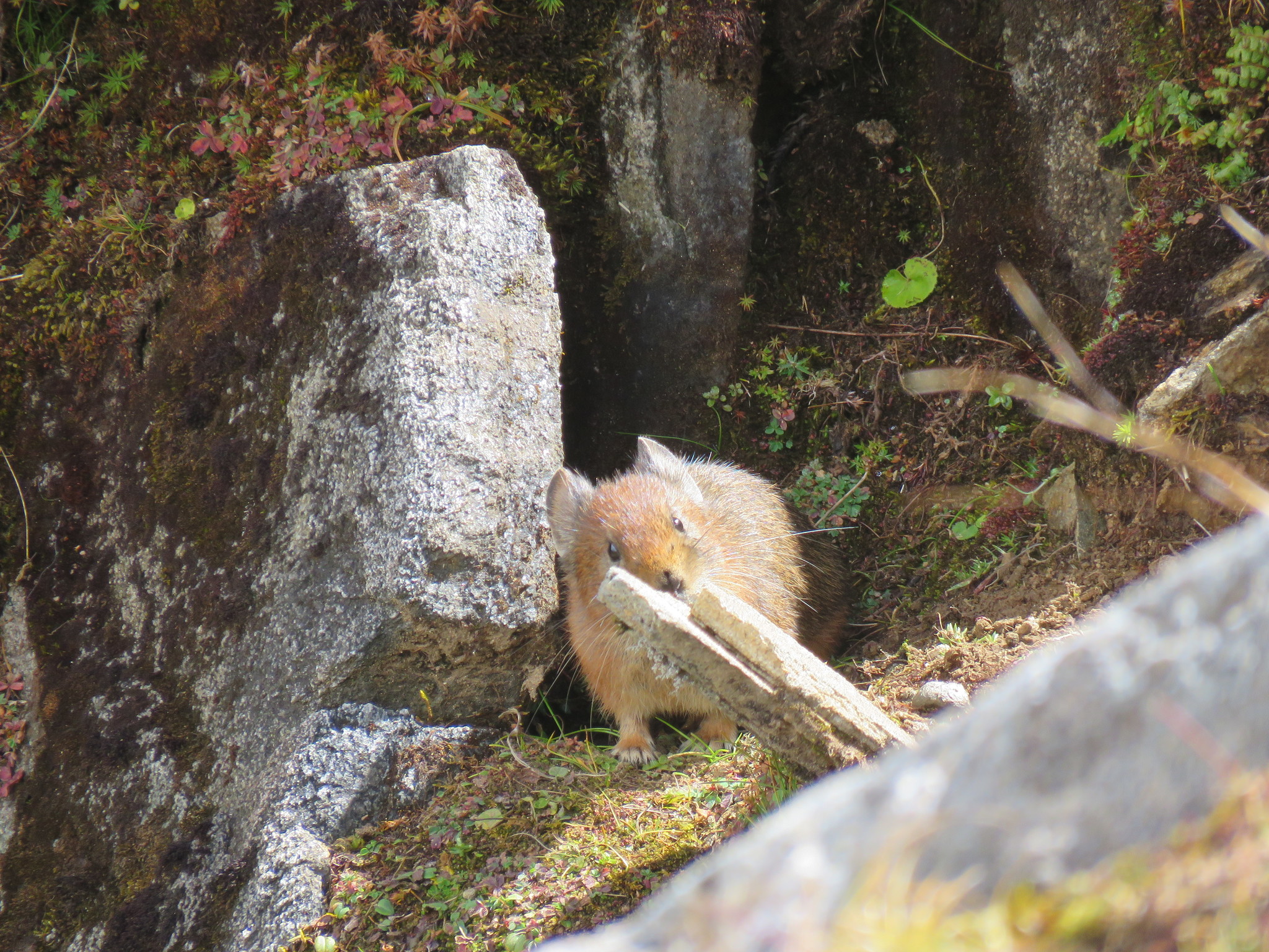Ochotona roylii (Ogilby, 1839)