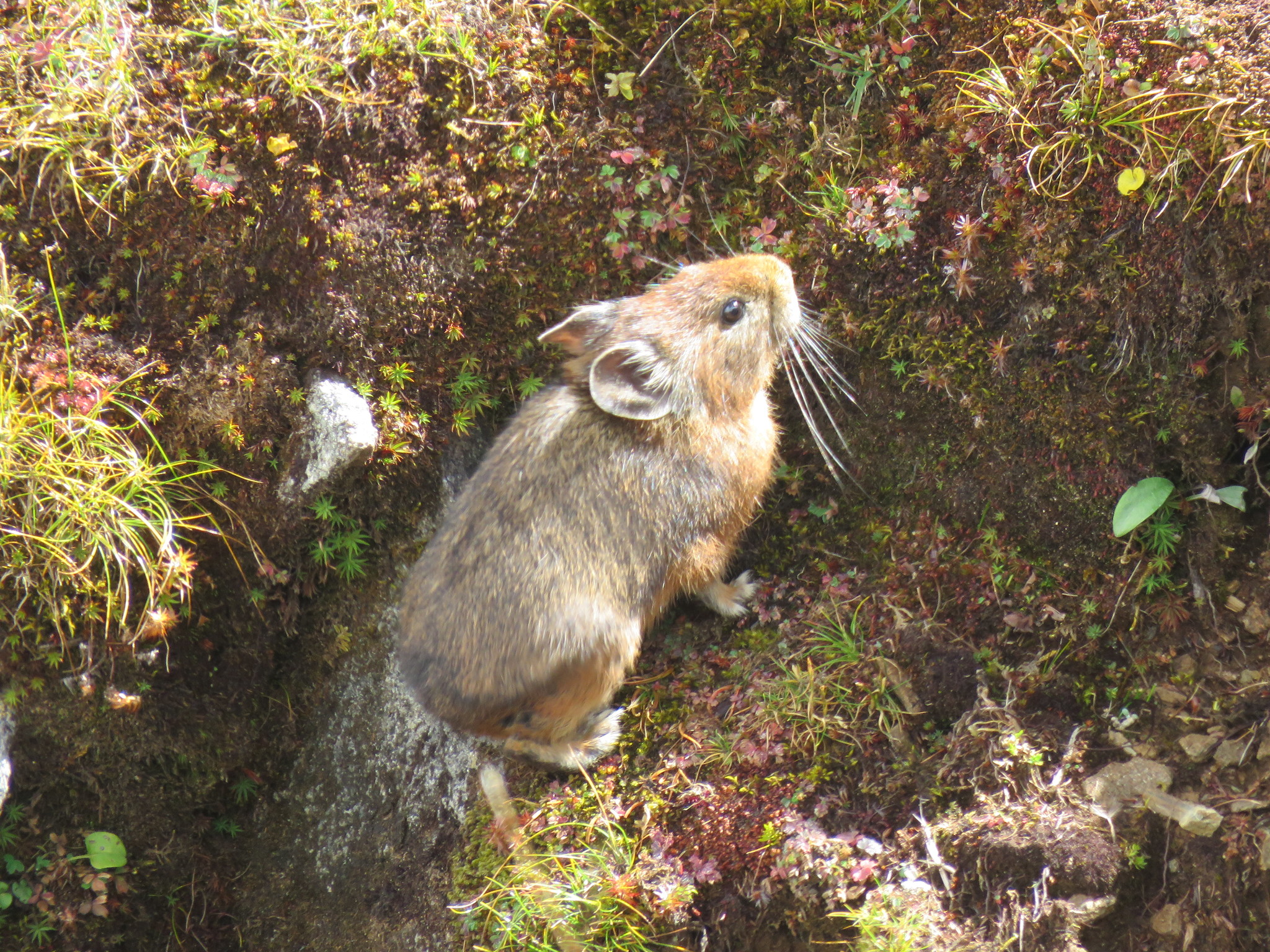 Ochotona roylii (Ogilby, 1839)