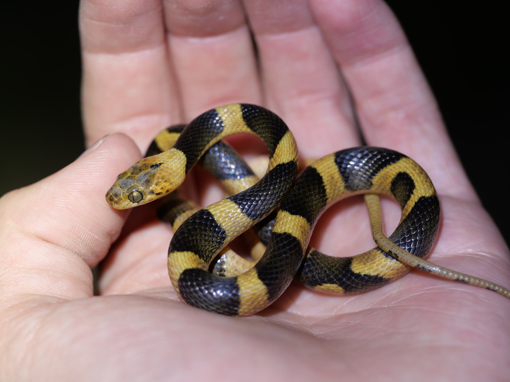 Cat-eyed Snakes (Leptodeira) - Snakes and Lizards
