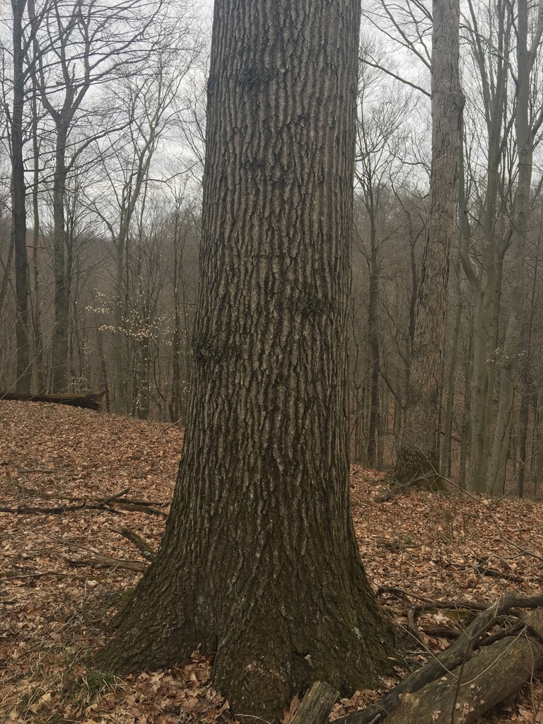scarlet oak from Athens, OH, US on March 21, 2020 at 11:05 AM by Joe ...