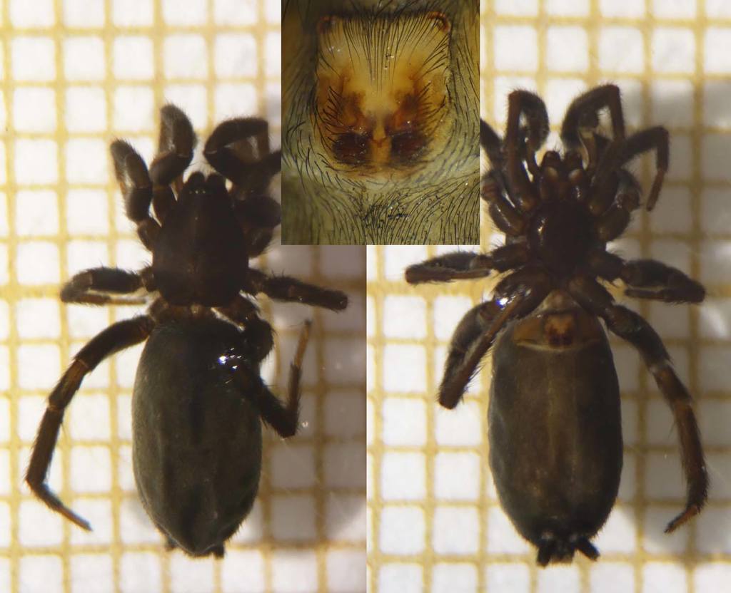 Zelotes aeneus (Madeira Spinnen) · iNaturalist