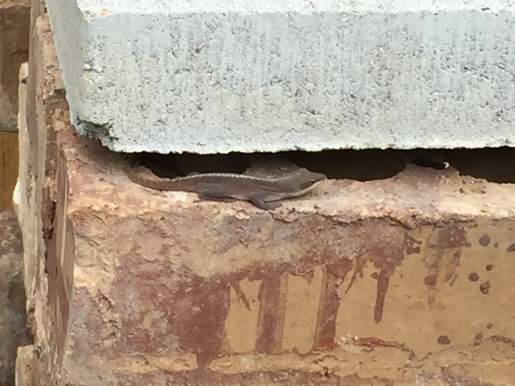 Green Anole from Carretera Dr, Leander, TX, US on March 13, 2020 at 11: ...