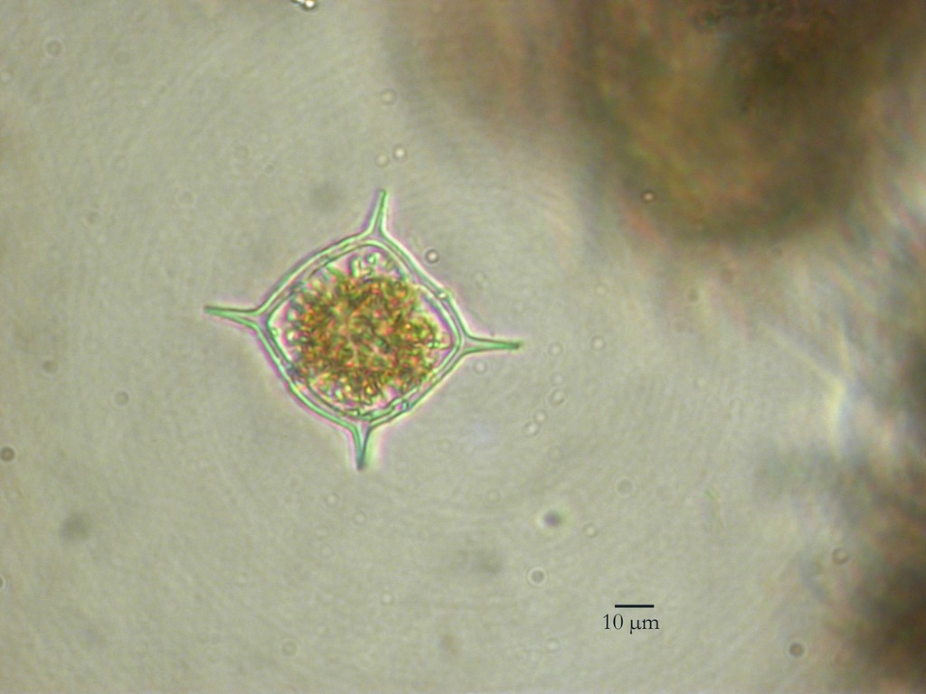 Dictyocha fibula from Trincomali Channel, Galiano Island, BC on July 13 ...