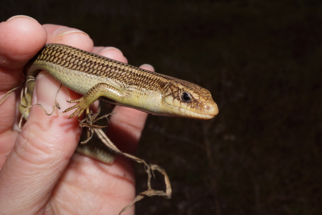 Variegated Skink in March 2020 by Chloe Novak. 8 supralabial scales ...