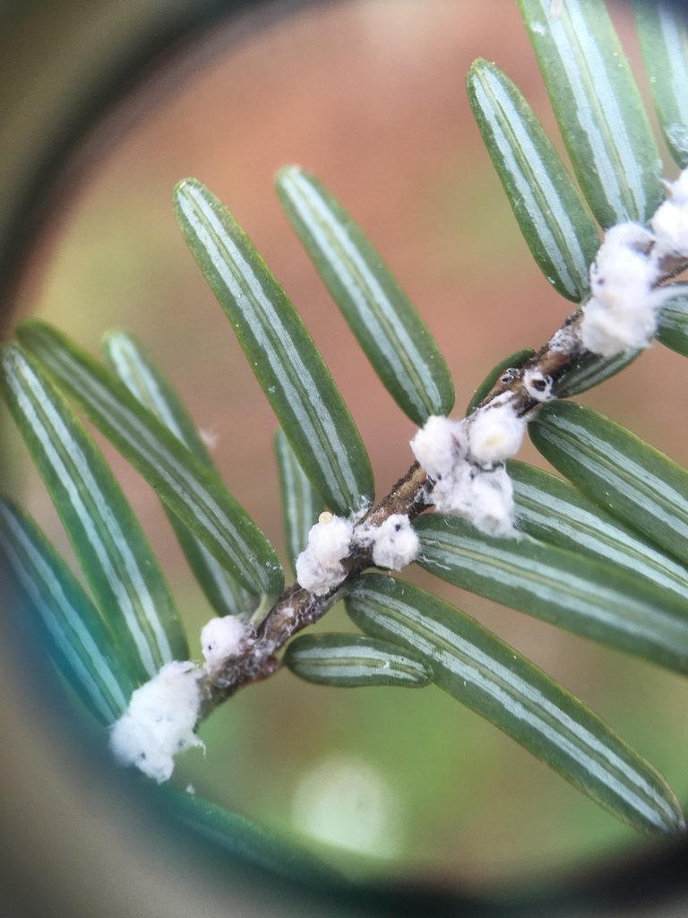 Hemlock Woolly Adelgid (Invasive Insects of South Mountain Reservation ...