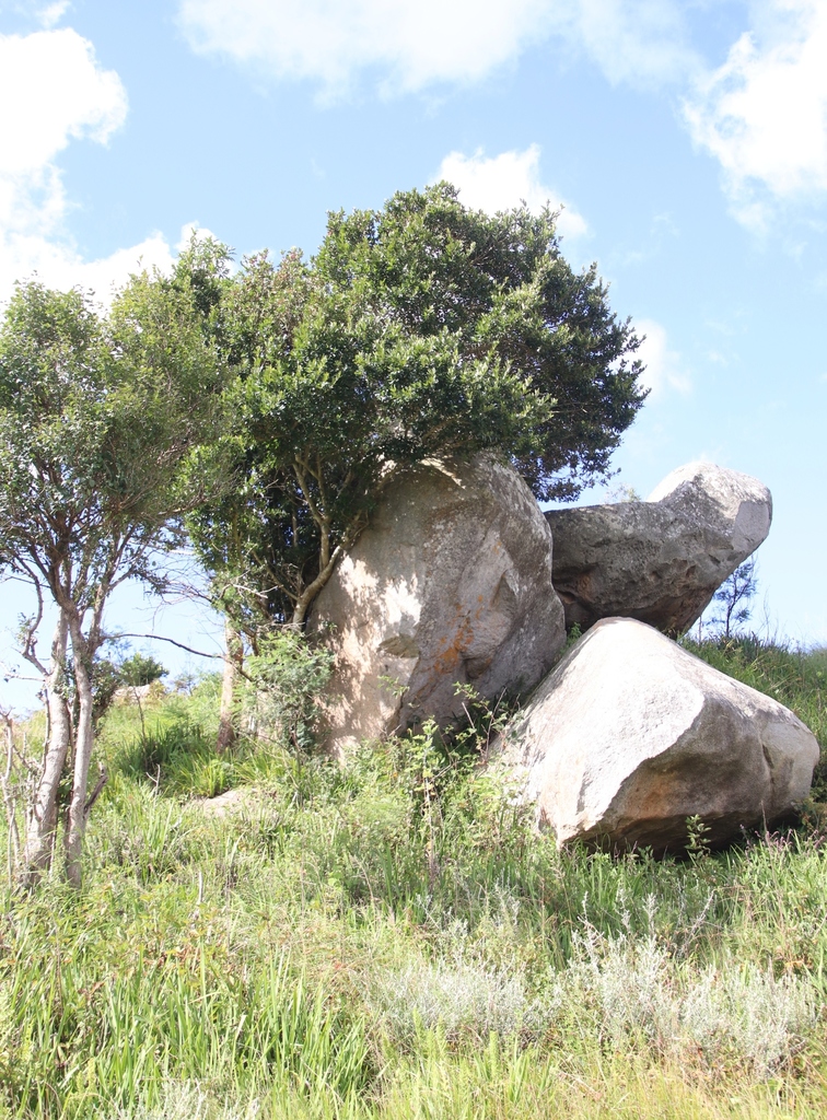 Forest Bushwillow from Malolotja Nature Reserve, track to rangers house ...