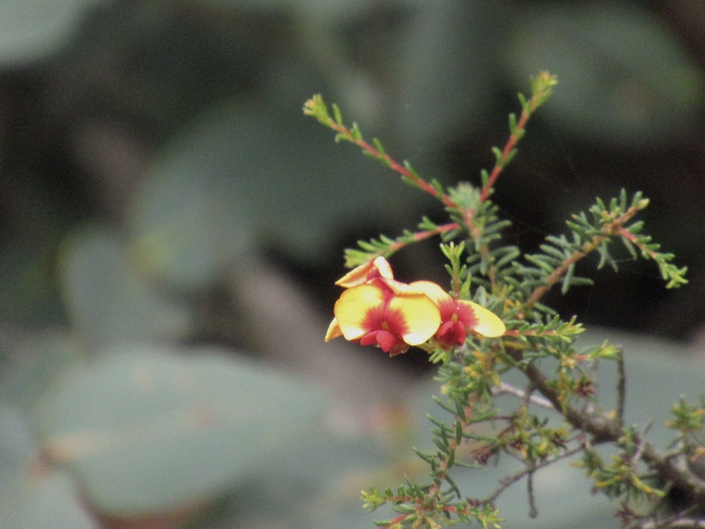 small-leaf parrot-pea from Kinglake National Park, Kinglake, VIC, AU on ...
