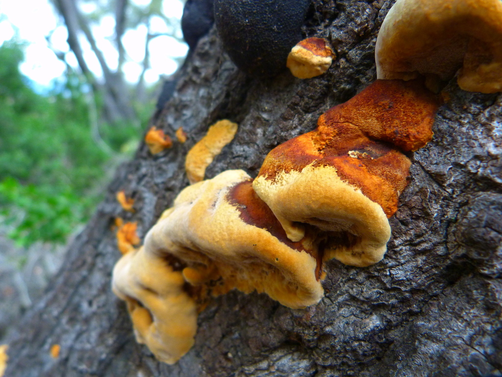 Hongo de repisa mostaza (Guía general de Macrohongos de Costa Rica ...