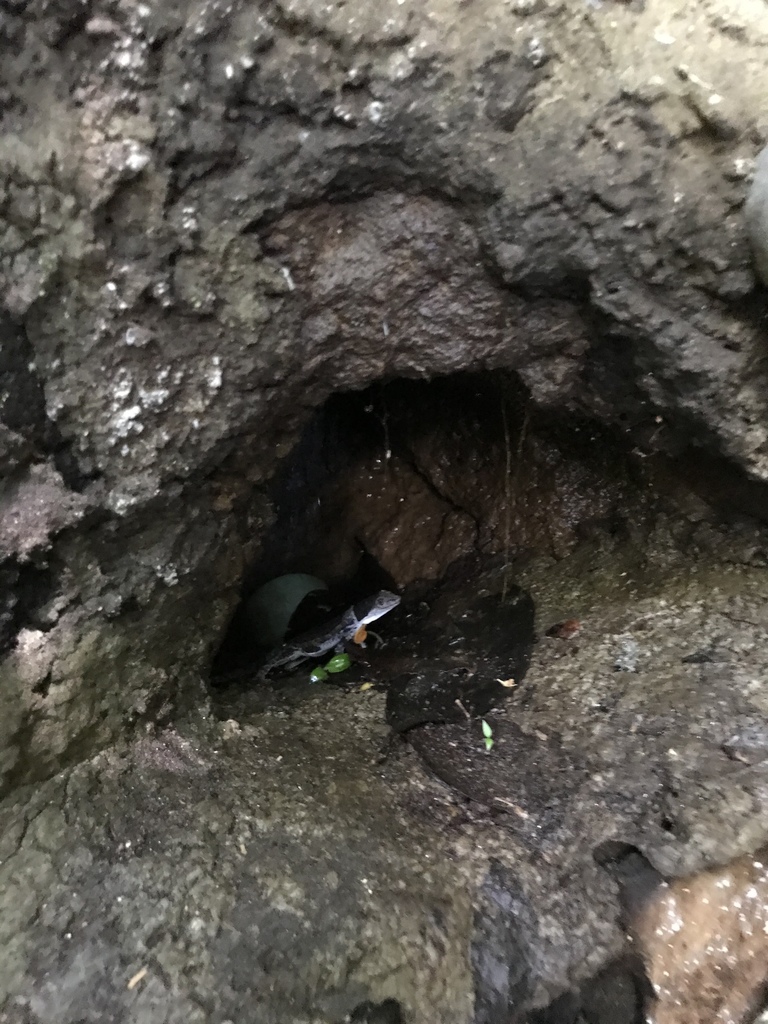 Stream Anole from Calle Vega, Grecia, Alajuela, CR on March 21, 2020 at ...