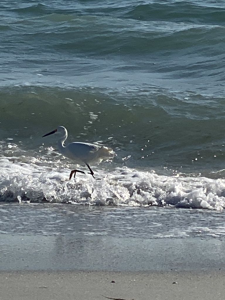 Snowy Egret from Bocilla Island, Englewood, FL, US on March 21, 2020 at ...