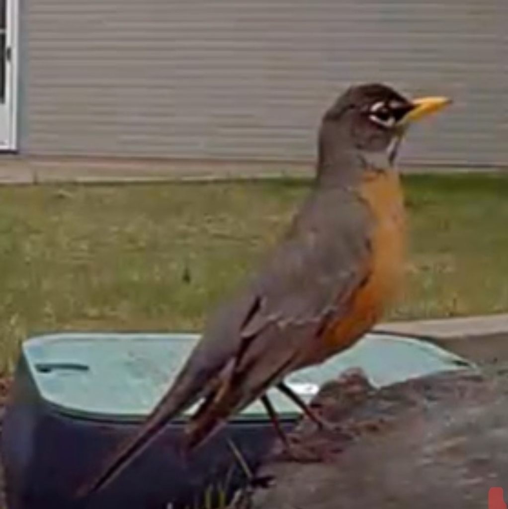 American Robin from Oregon 97703, USA on April 20, 2026 at 01:22 PM by ...