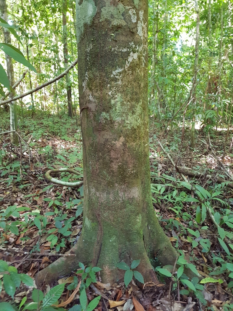 (Virola) - Botanical Realm