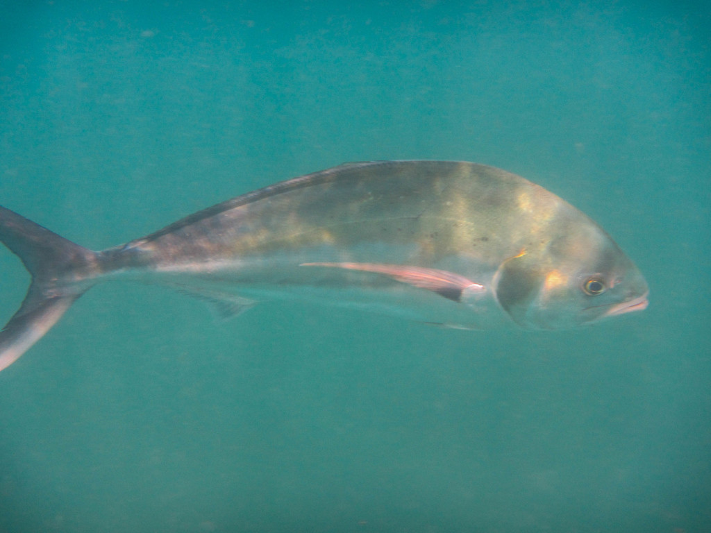 Roosterfish (Nematistius pectoralis) - Marine Life Identification