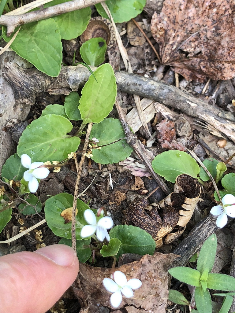 primrose-leaved violet from Montgomery County, MD, USA on April 20 ...