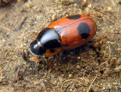 Aphodius bimaculatus · iNaturalist