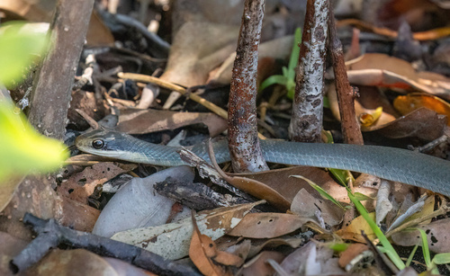 Colubrine Snakes (Colubrinae) - Snakes and Lizards