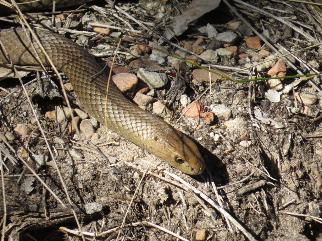 Eastern Brown Snake