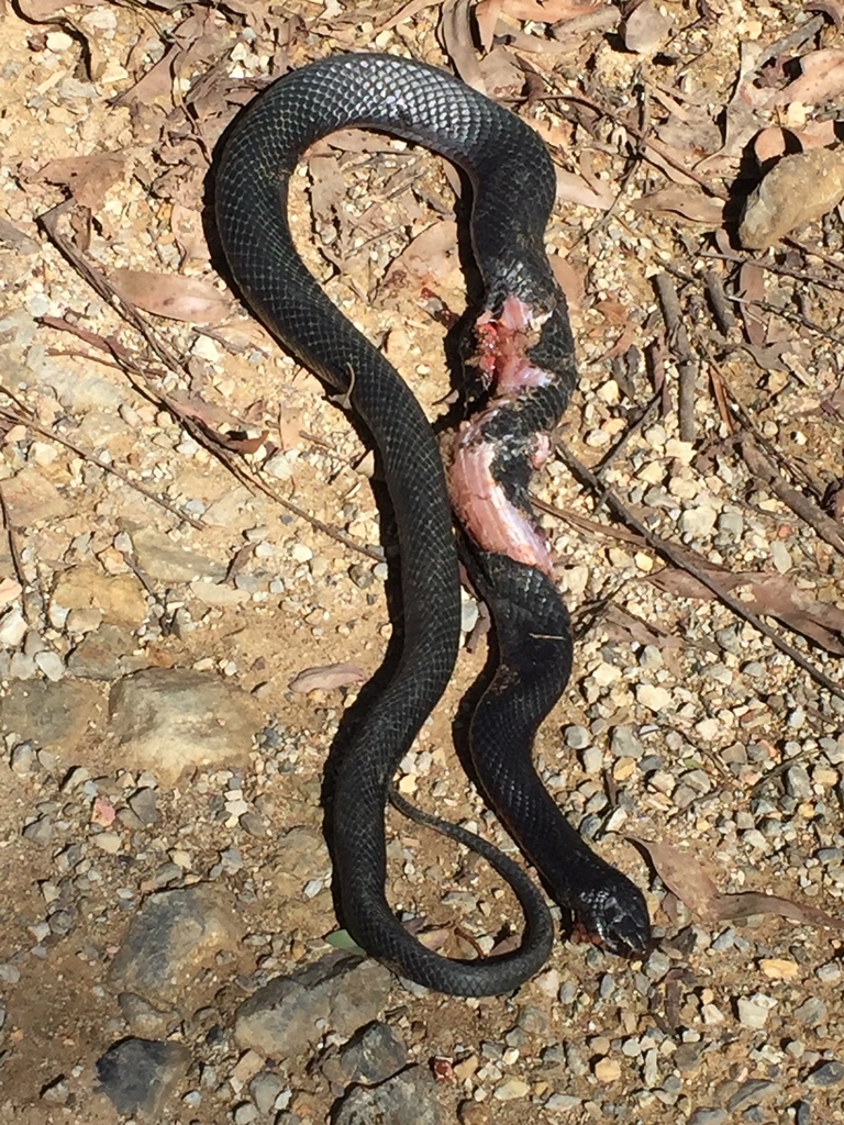 Red-bellied Black Snake from Jeogla NSW 2350, Australia on March 21 ...