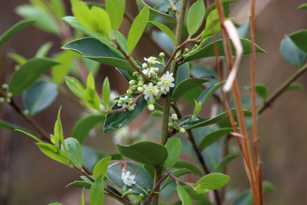 Large Gallberry (Ilex coriacea) - Botanical Realm