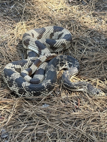 Colubrine Snakes (Colubrinae) - Snakes and Lizards