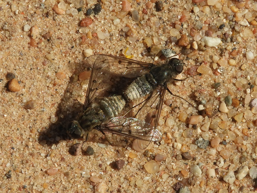 Charcoal Bee Flies from Imperial, California, United States on February ...