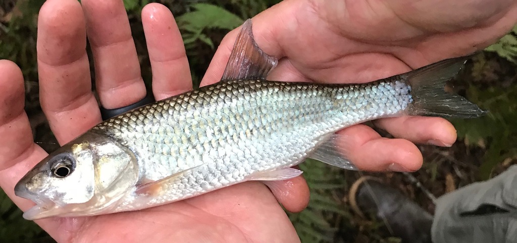 Fallfish from Charles County, MD, USA on October 7, 2018 at 08:32 AM by ...