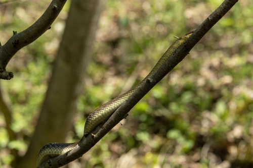 Colubrine Snakes (Colubrinae) - Snakes and Lizards