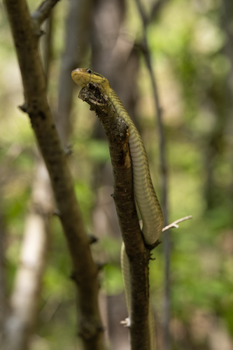 Colubrine Snakes (Colubrinae) - Snakes and Lizards