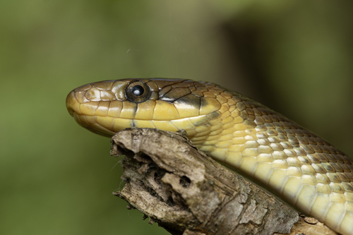 Colubrine Snakes (Colubrinae) - Snakes and Lizards
