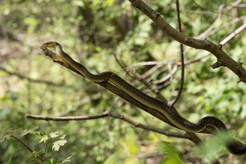 Colubrine Snakes (Colubrinae) - Snakes and Lizards