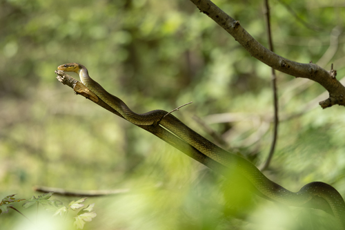 Colubrine Snakes (Colubrinae) - Snakes and Lizards