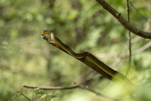 Colubrine Snakes (Colubrinae) - Snakes and Lizards