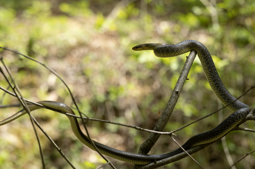 Colubrine Snakes (Colubrinae) - Snakes and Lizards