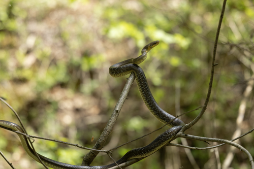 Colubrine Snakes (Colubrinae) - Snakes and Lizards
