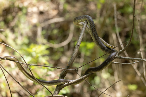 Colubrid Snakes (Colubridae) - Snakes and Lizards