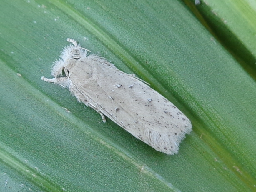 Opisina arenosella Walker, 1864