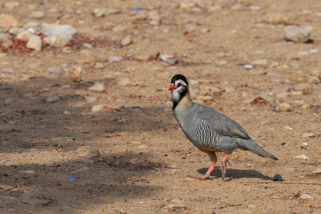 Arabian Partridge (Alectoris melanocephala) - Avian Discovery